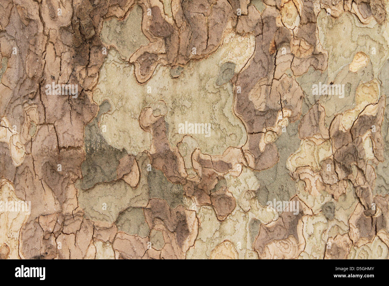Sycamore wood texture hi-res stock photography and images - Alamy