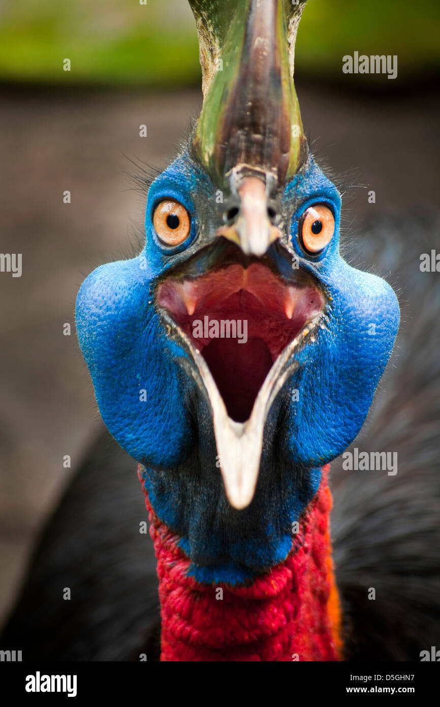 Images of Australian cassowary look into the camera angry face Stock ...