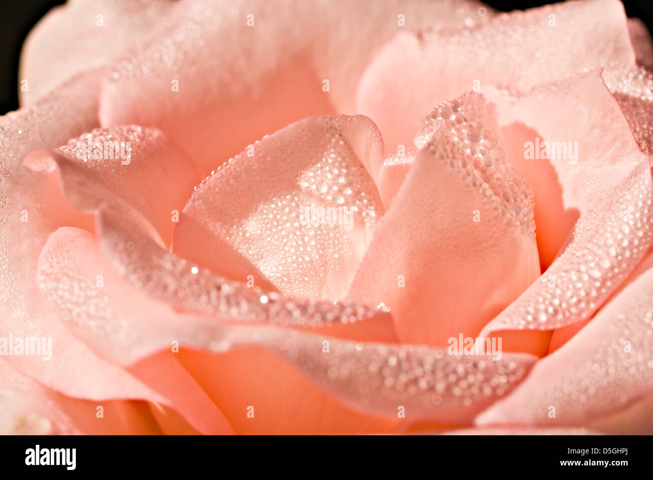 Pink Rose with morning dew Stock Photo - Alamy