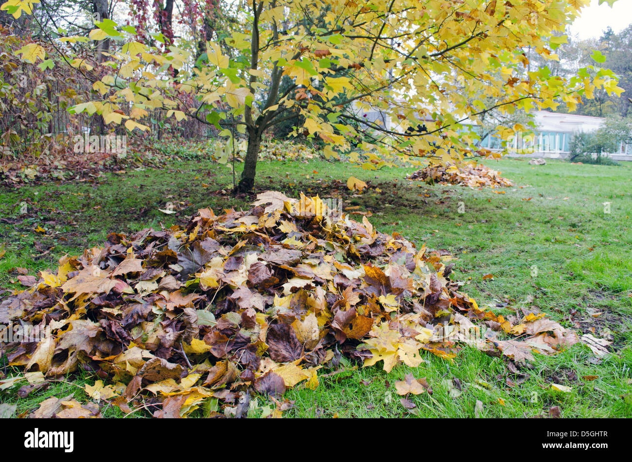 pile of rake colorful autumn leaves and decorative tree grow in garden ...