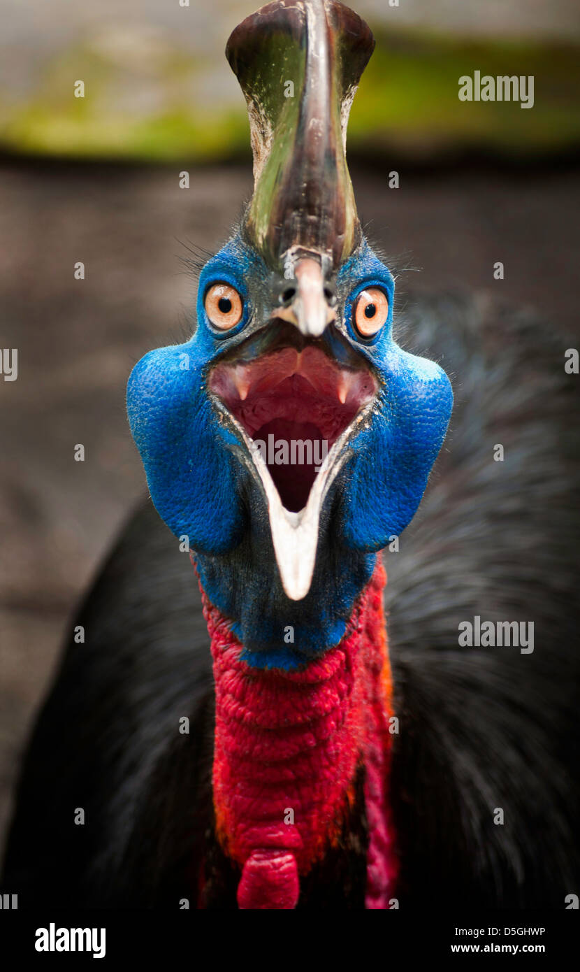 Cassowary angry hi-res stock photography and images - Alamy