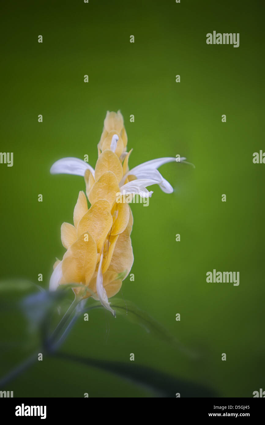 Golden shrimp plant flower hi-res stock photography and images - Alamy
