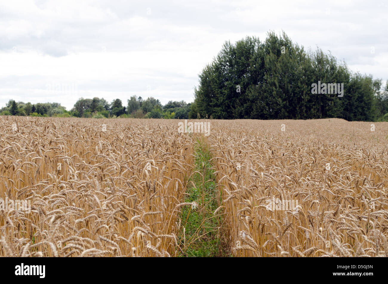 Small pathway in field hi-res stock photography and images - Alamy