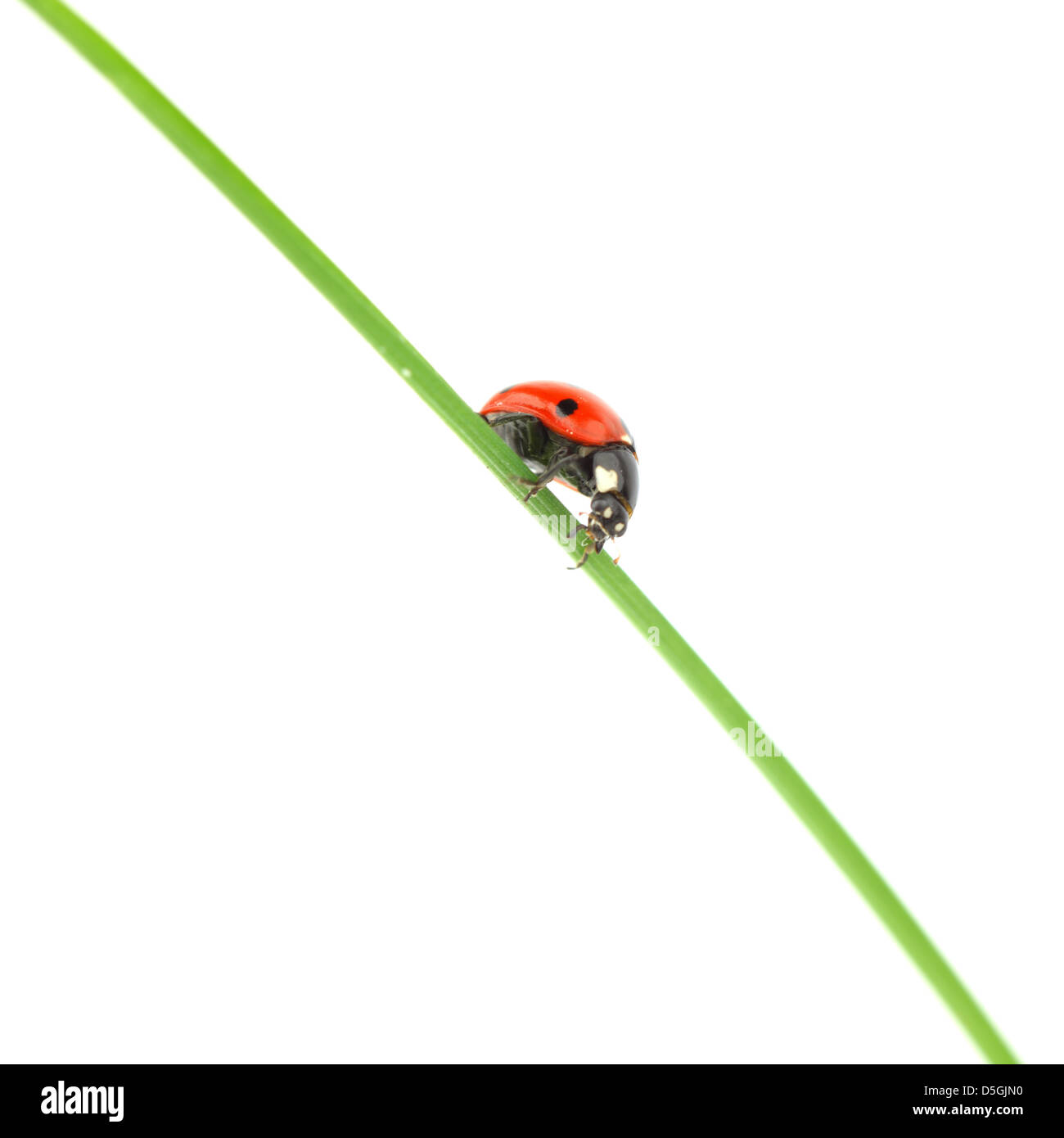 Black spotted red ladybug Cut Out Stock Images & Pictures - Alamy