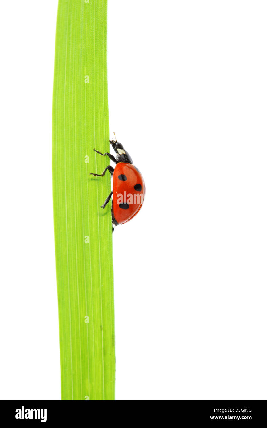 Black spotted red ladybug Cut Out Stock Images & Pictures - Alamy