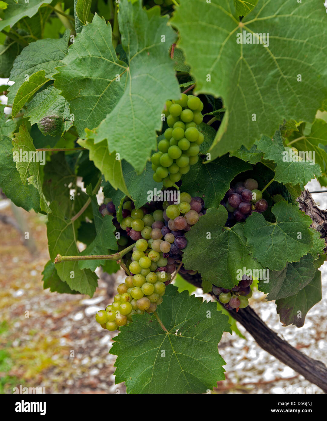 Grape ripening hi-res stock photography and images - Alamy