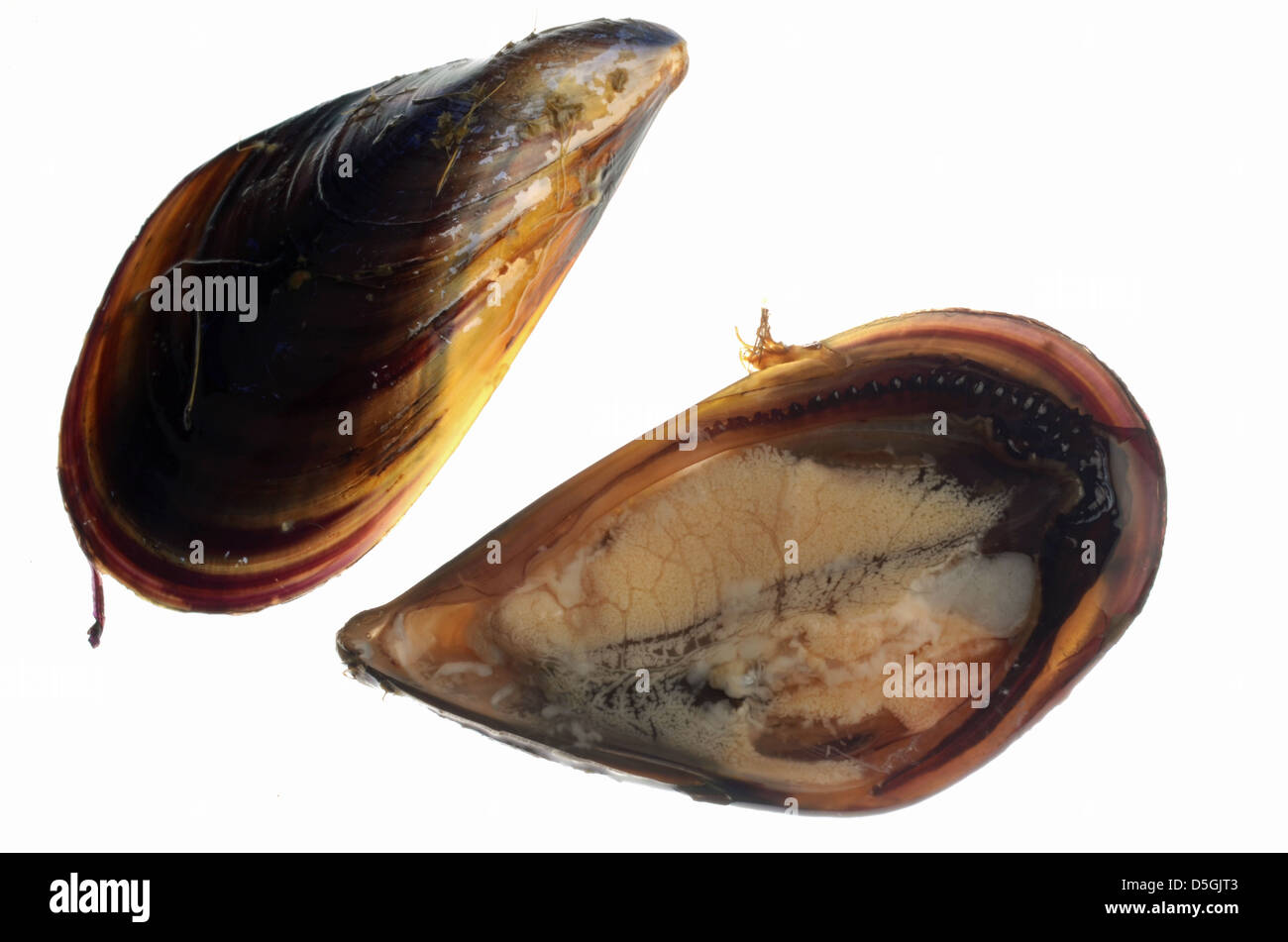 open mussel on a white background Stock Photo - Alamy