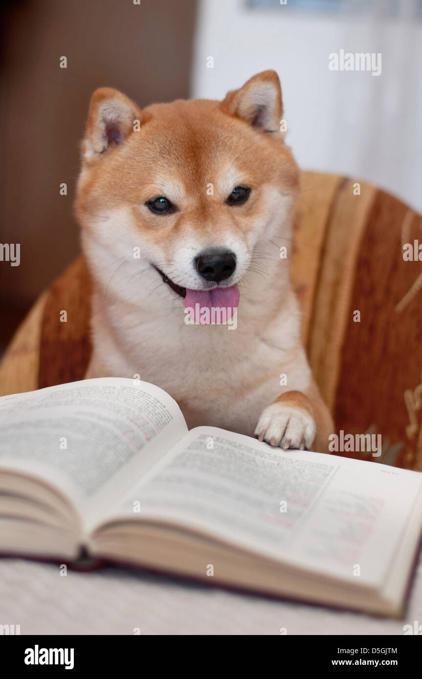 dog reading a book Stock Photo - Alamy