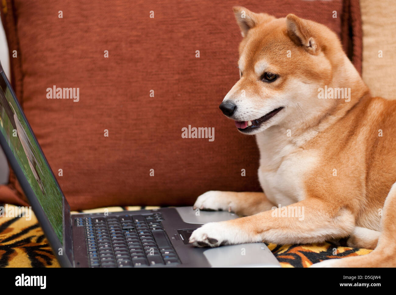 dog with laptop Stock Photo - Alamy