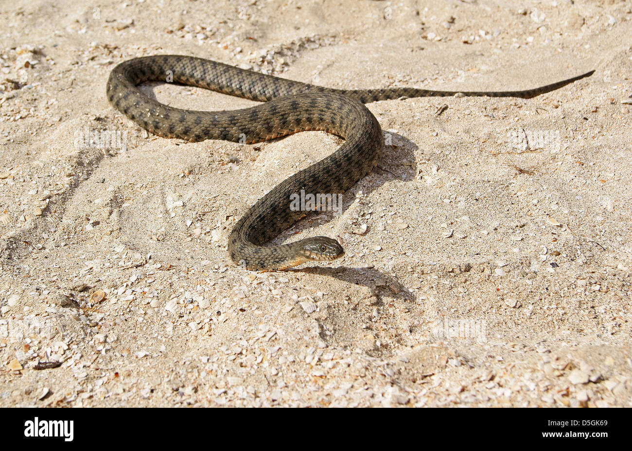 A snake on the beach Stock Photo - Alamy