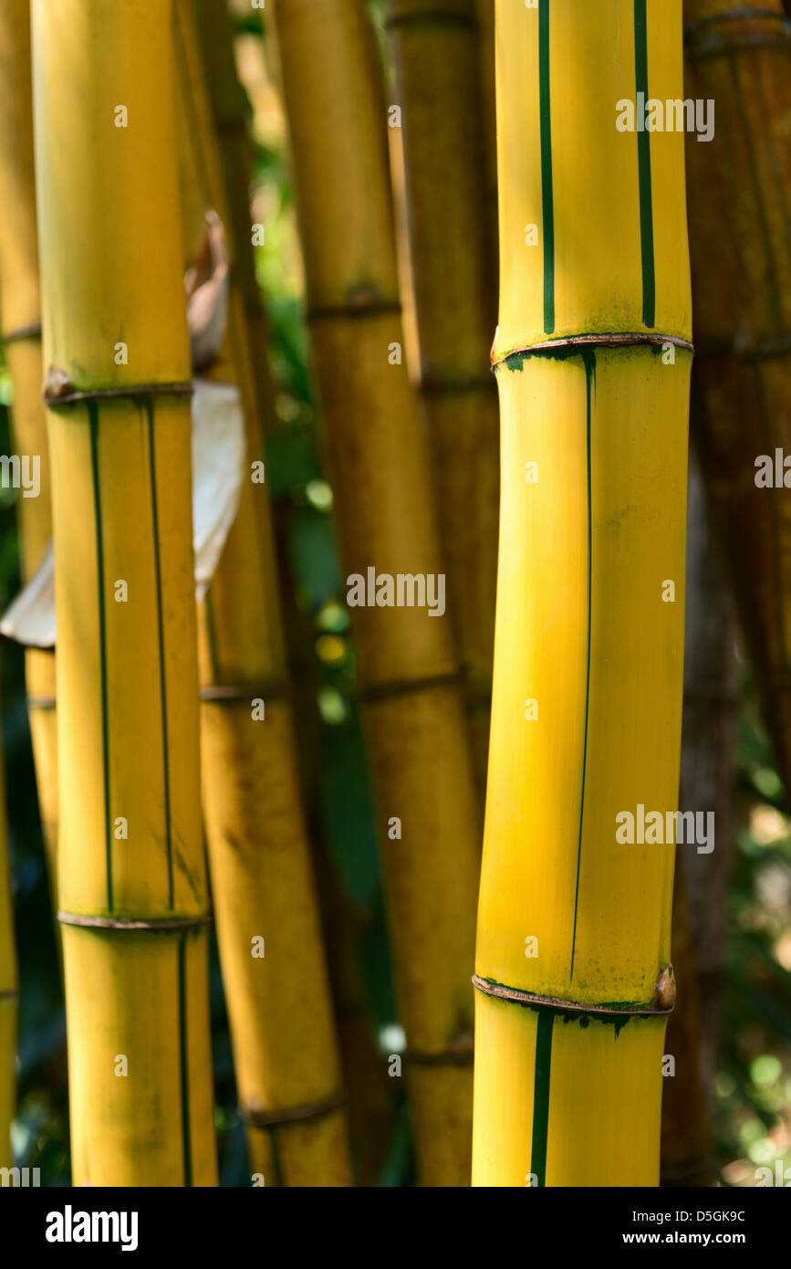 Yellow bamboo forest background. Shallow DOF Stock Photo - Alamy