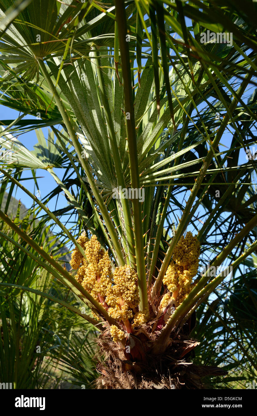 Palm tree sicily hi-res stock photography and images - Alamy