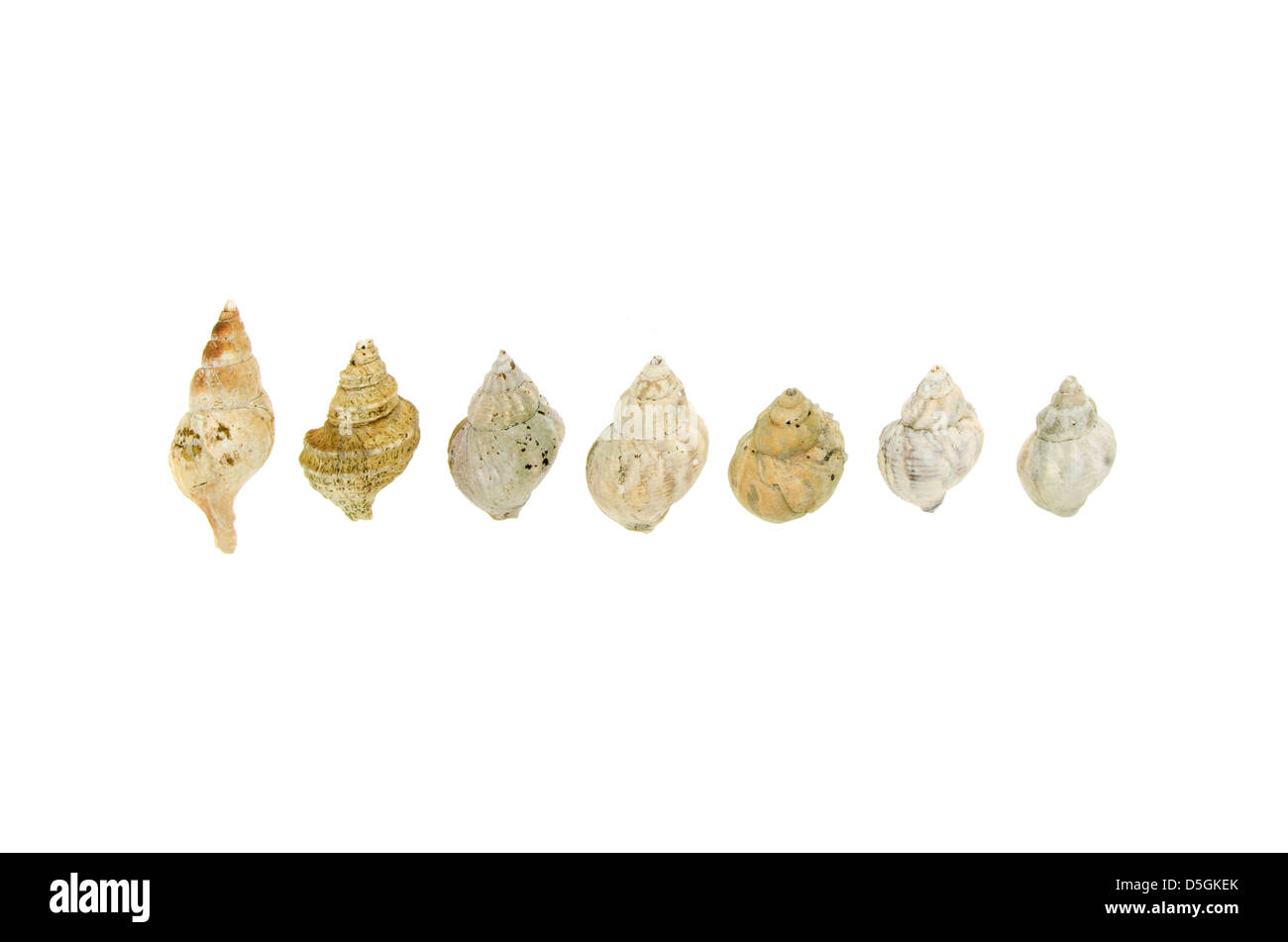 Seven whelk shells in a row on a white background, Maine Stock Photo ...