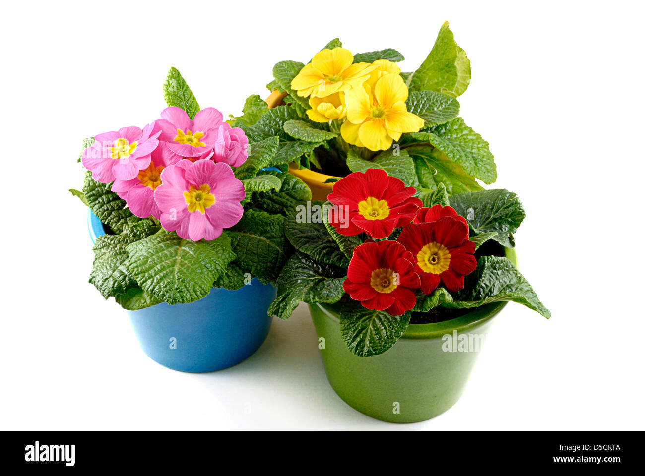 Primrose cutout hi-res stock photography and images - Alamy