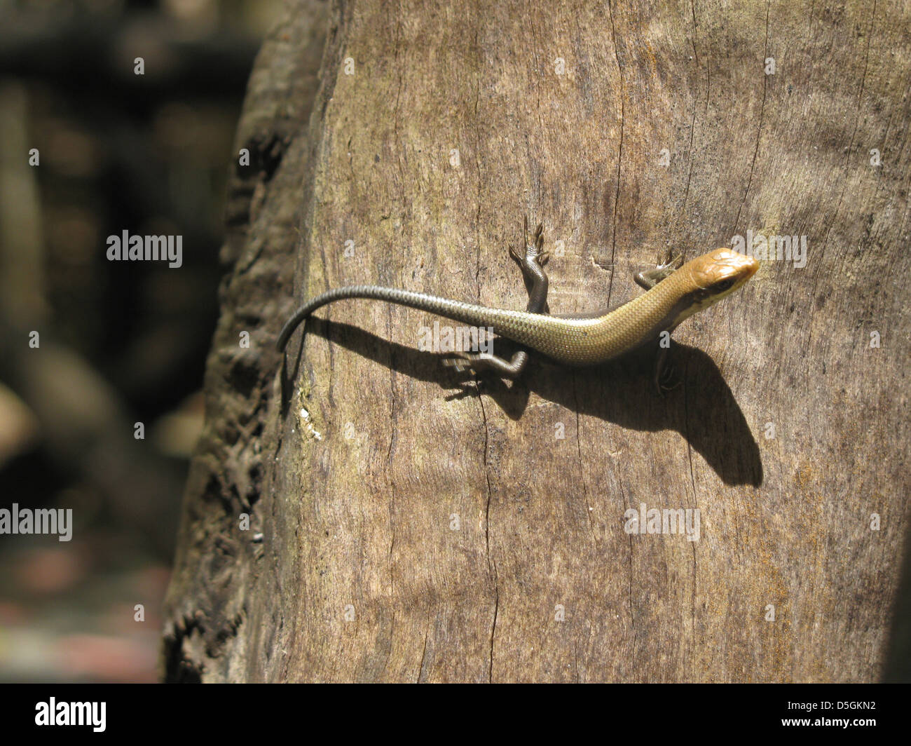 Zanzibar lizard hi-res stock photography and images - Alamy