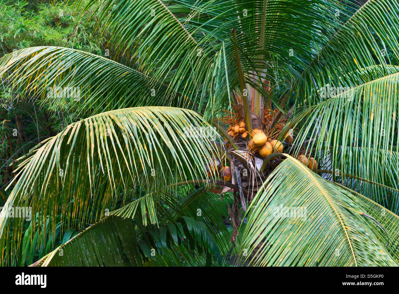 Yellow coconuts on the palm tree in tropical forest Stock Photo - Alamy