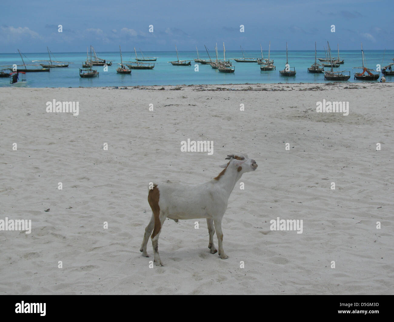 Nanny goat beach hi-res stock photography and images - Alamy