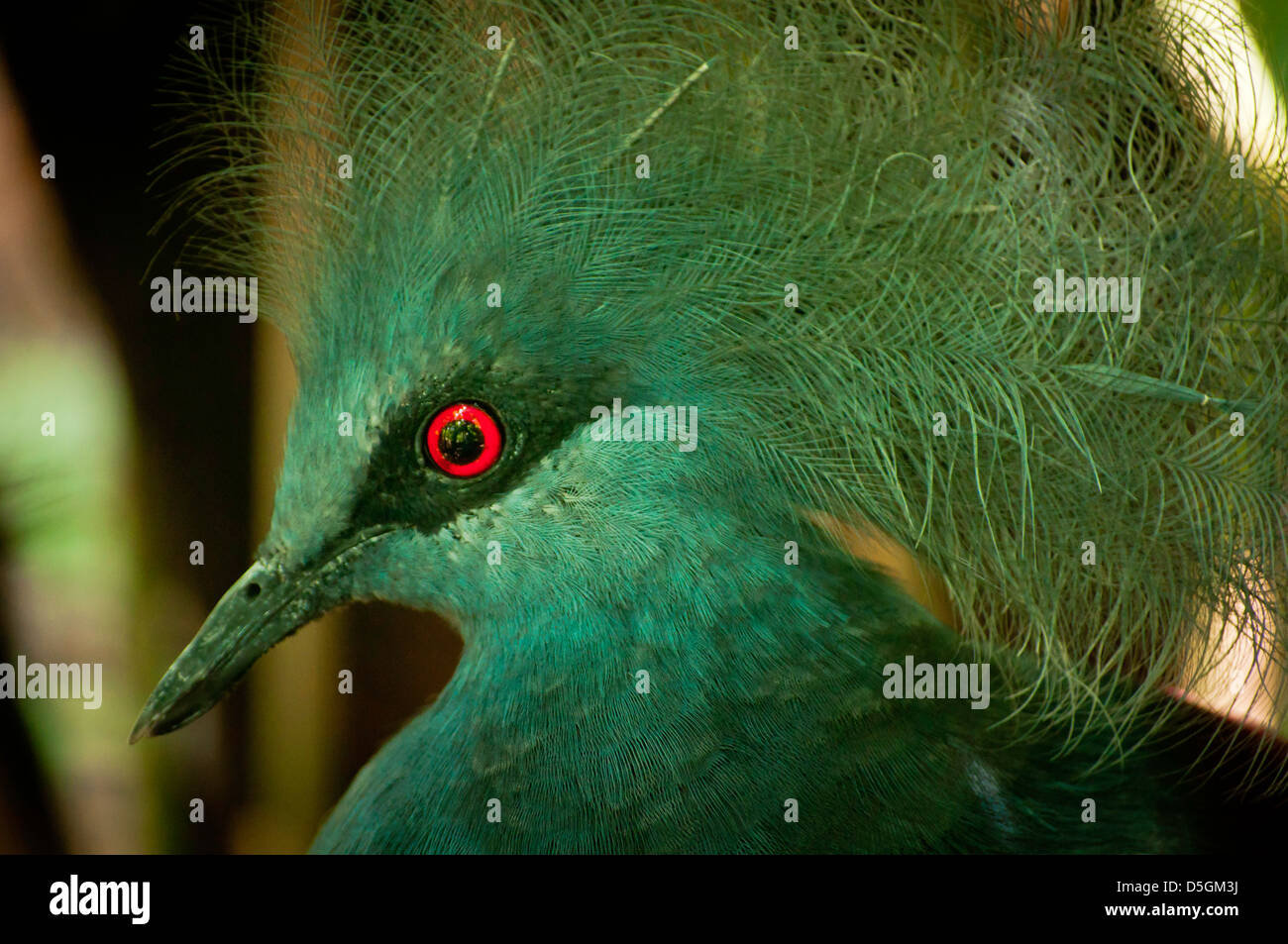 Victorian aviary hi-res stock photography and images - Alamy