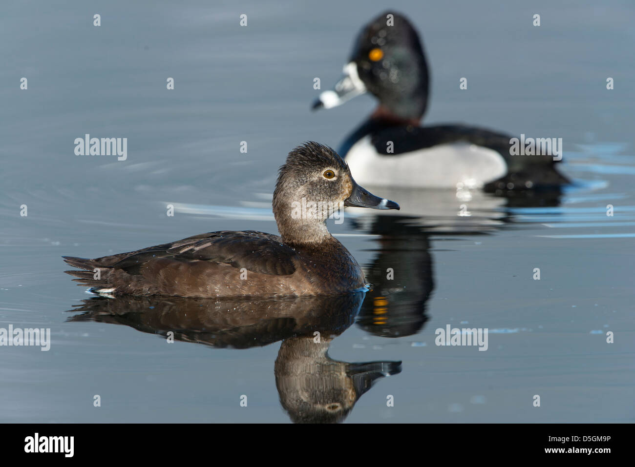 A male and female Ring-necked Duck (Aythya collaris) circle each other ...