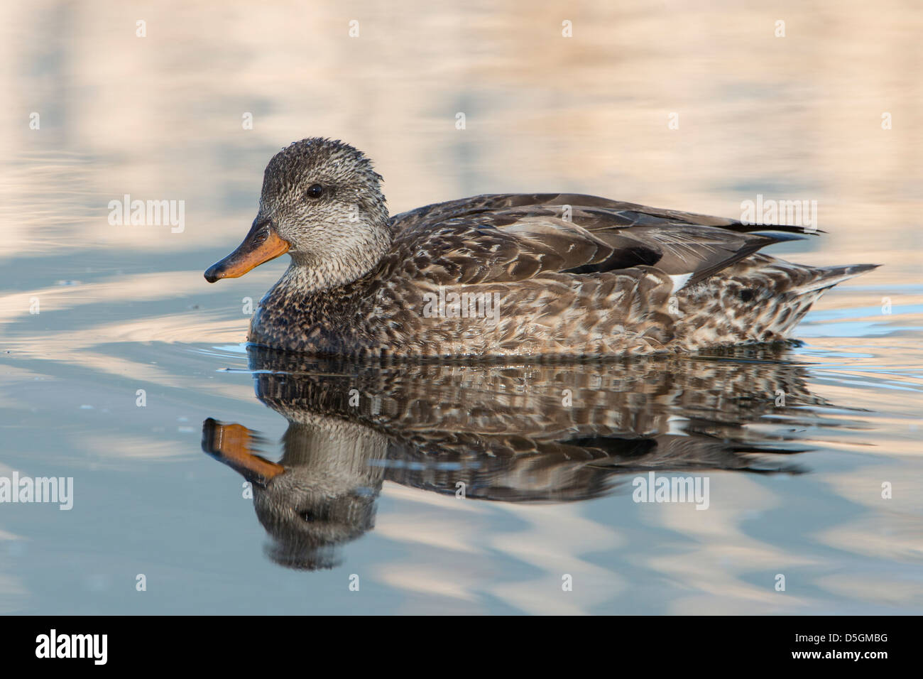 A female Gadwall (Anas strepera), Bitterroot Valley, Montana Stock ...