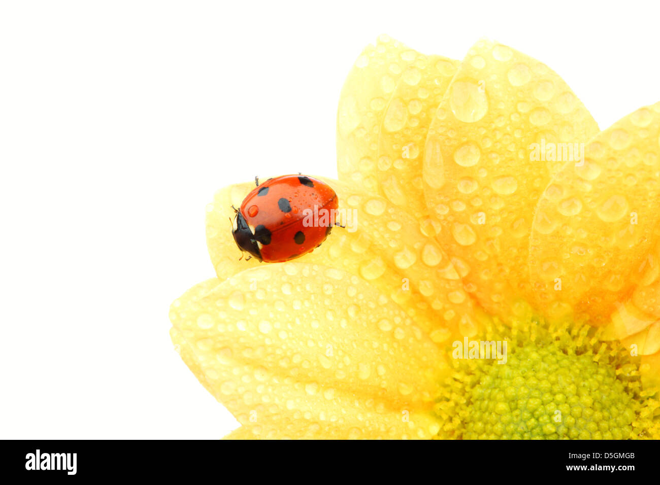 ladybug on yellow flower isolated white background Stock Photo - Alamy