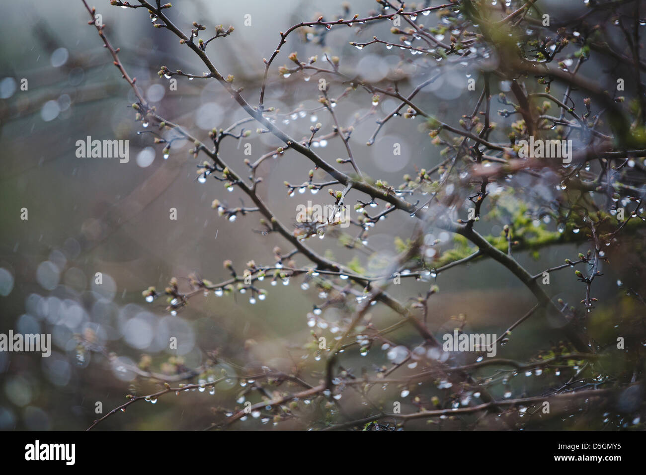 Water droplets from a rain shower (precipitation) gathered on a ...