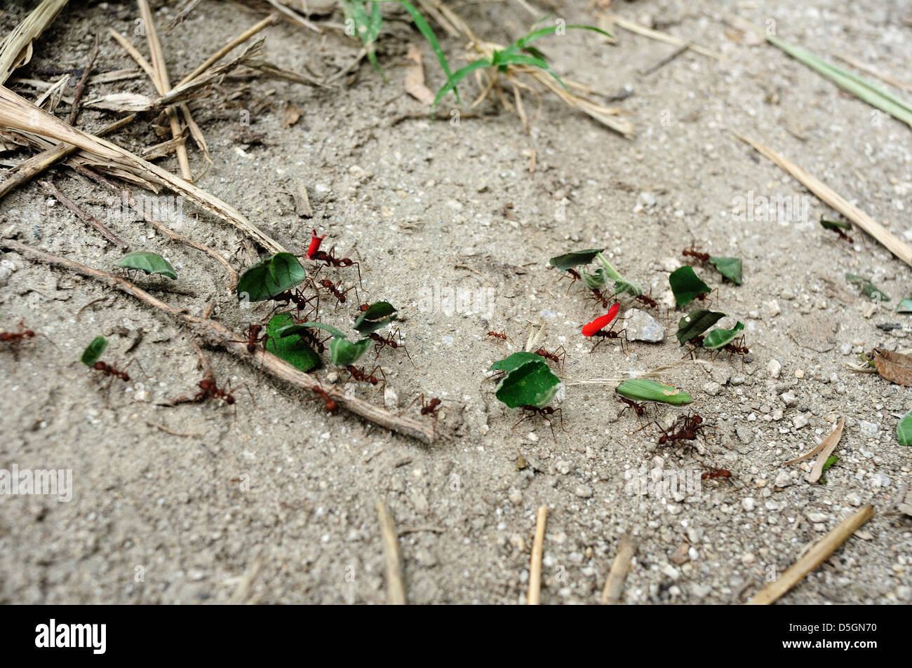 Ants carrying leaves in RIVERA . Department of Huila. COLOMBIA Stock ...