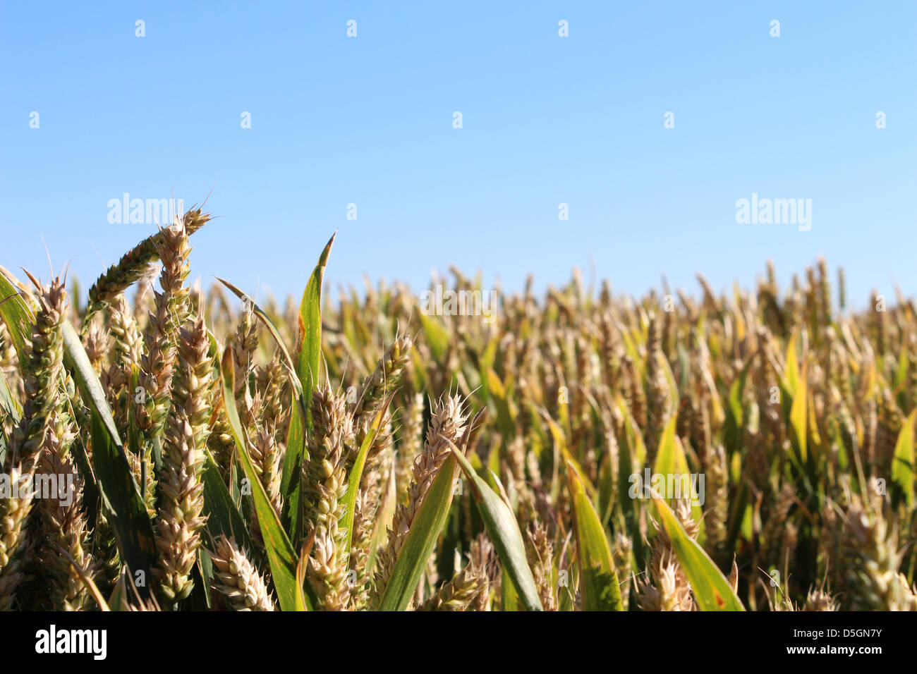 Wheat field summer hi-res stock photography and images - Alamy
