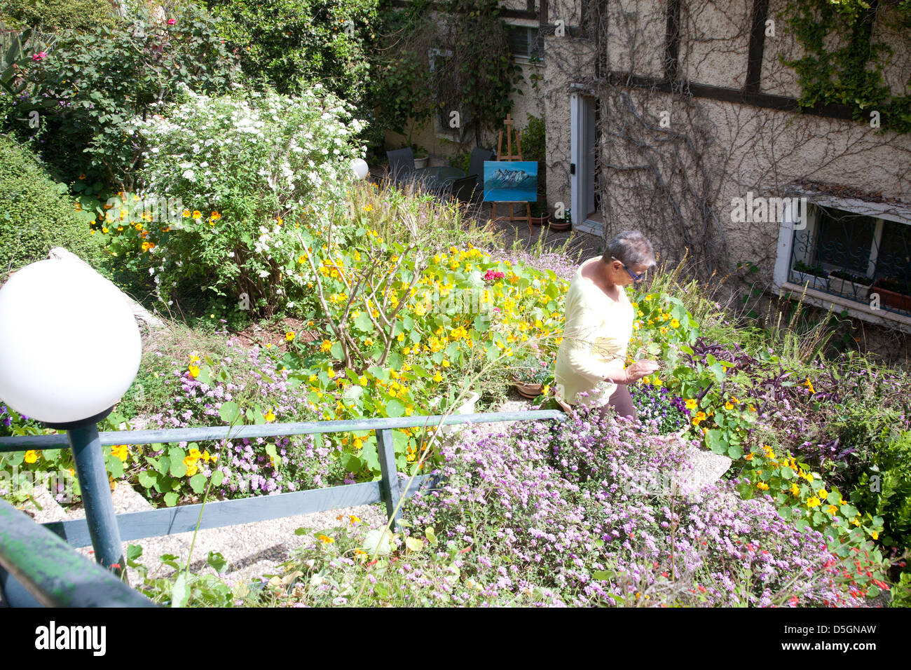 Shrubs of israel hi-res stock photography and images - Alamy