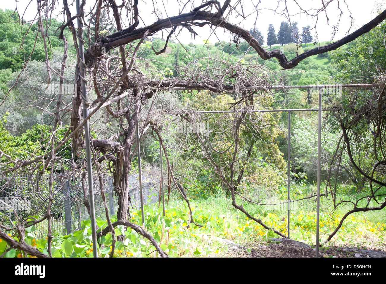 Garden in Kiryat Ata, Israel, Middle East Stock Photo - Alamy