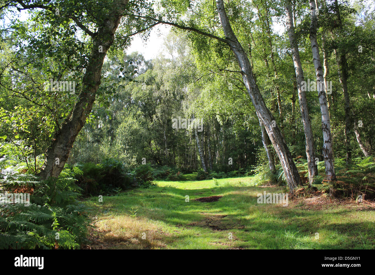 Silver Birch Forest High Resolution Stock Photography and Images - Alamy
