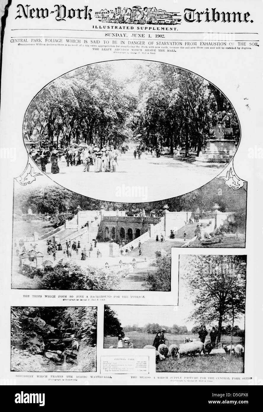 A photograph from the early 1900s showing the foliage in Central Park ...