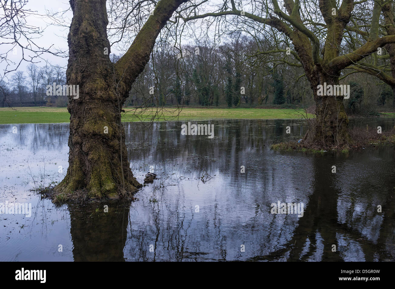 Waterlogged ground at Tooting Bec Common Stock Photo - Alamy