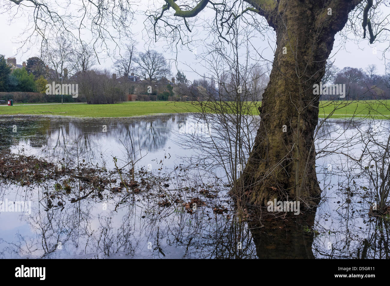 Waterlogged trees hi-res stock photography and images - Alamy