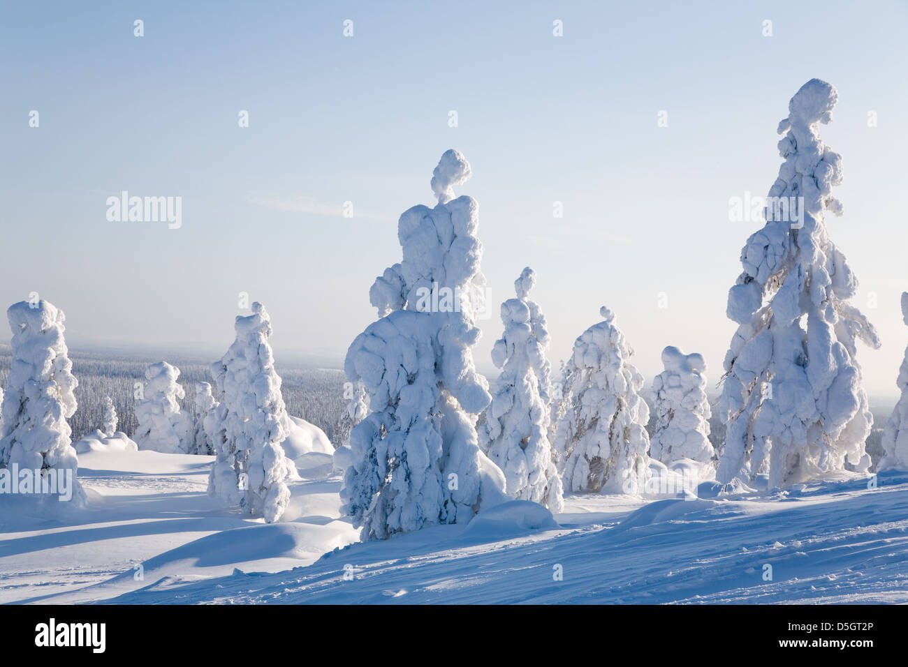 Beautiful winter landscape with snowy trees in Lapland Stock Photo - Alamy