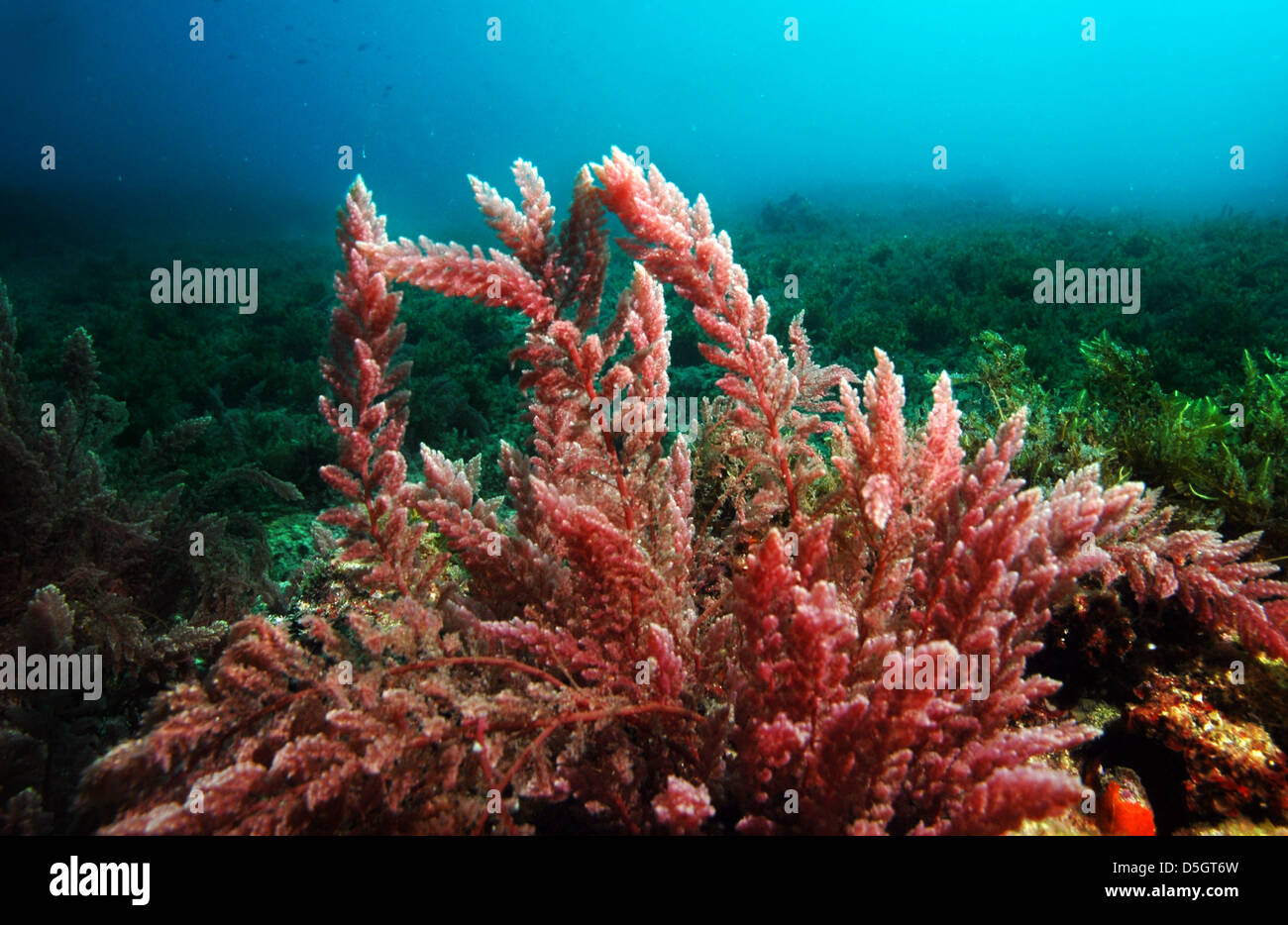 Red seaweed coral hi-res stock photography and images - Alamy