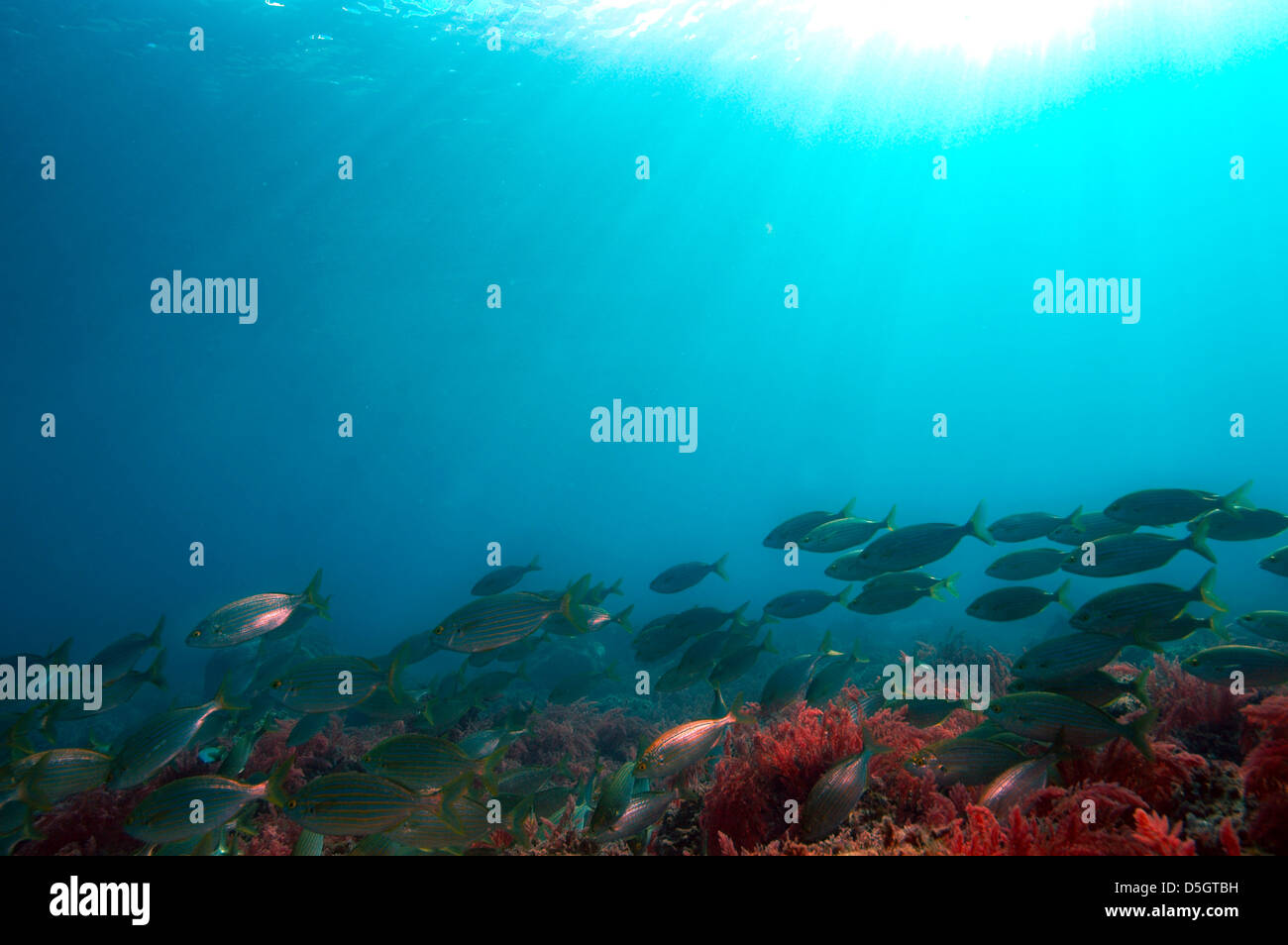 Shoal of fish Stock Photo - Alamy