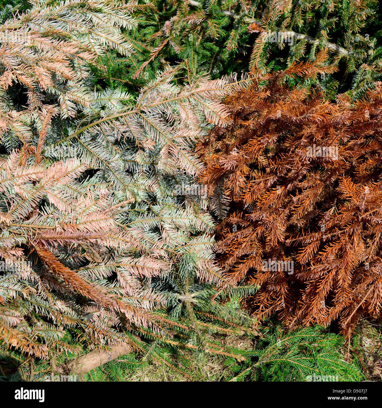 Pine trees thrown away after christmas Stock Photo - Alamy
