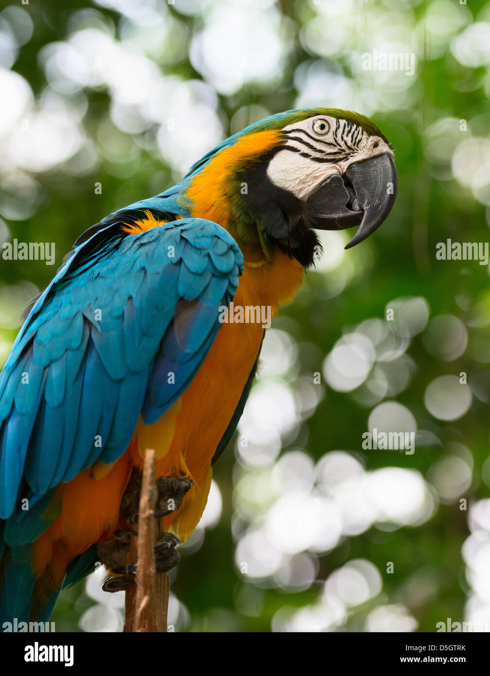 Big macaw bird parrot (Ara ararauna) sitting on log with green leaves ...