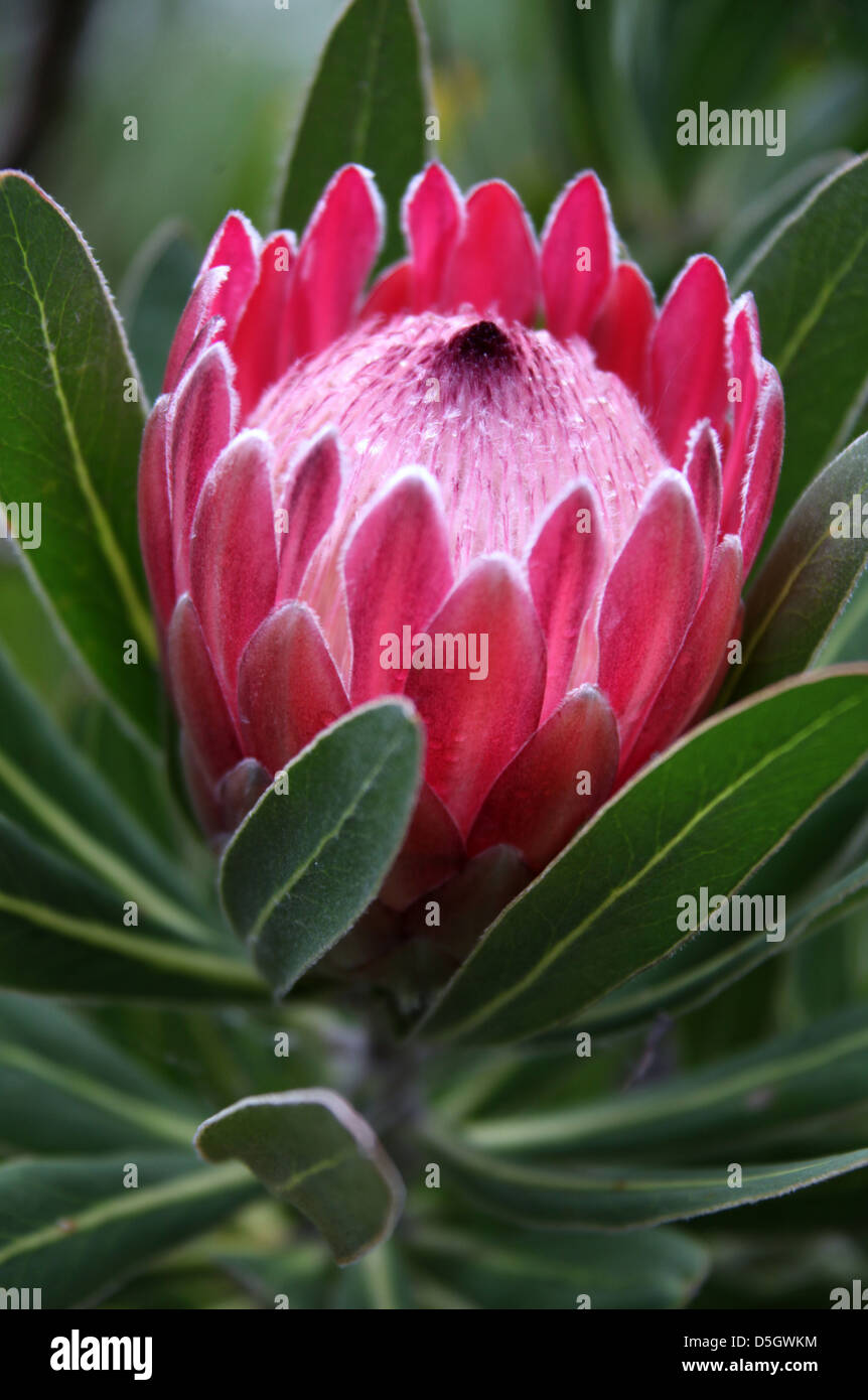 Pink Protea Stock Photos & Pink Protea Stock Images - Alamy