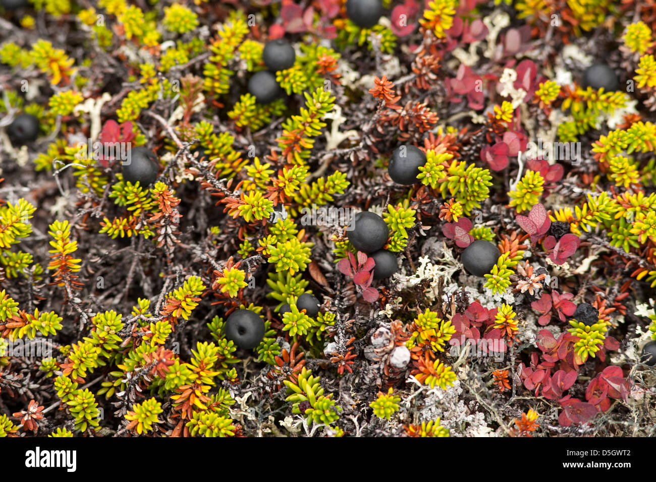 Arctic blueberry hi-res stock photography and images - Alamy