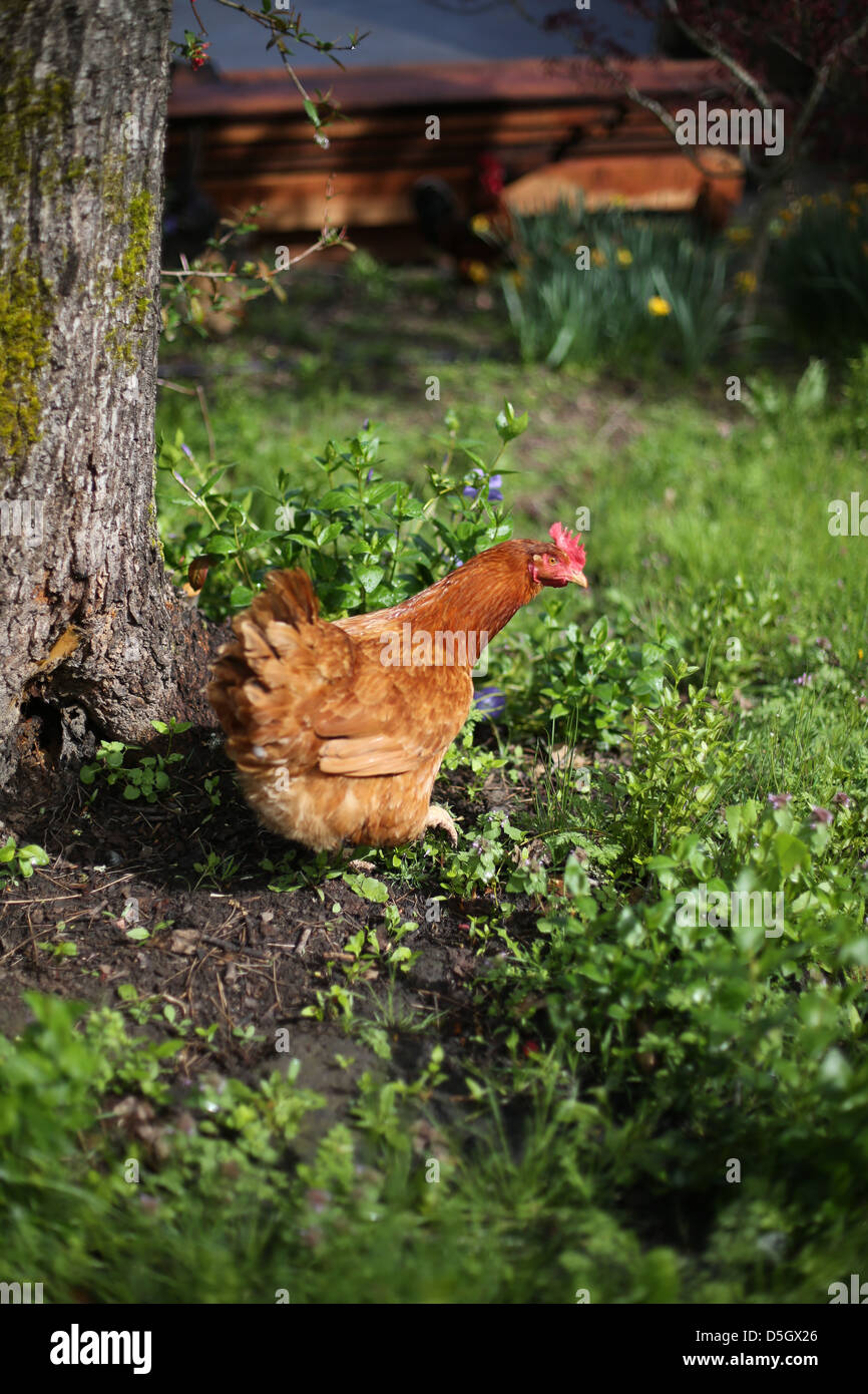 Chicken grazing hi-res stock photography and images - Alamy