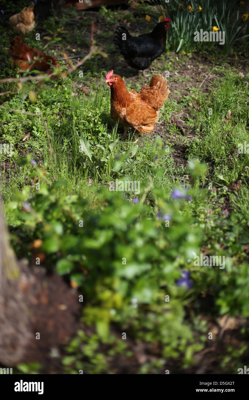 Chicken grazing hi-res stock photography and images - Alamy