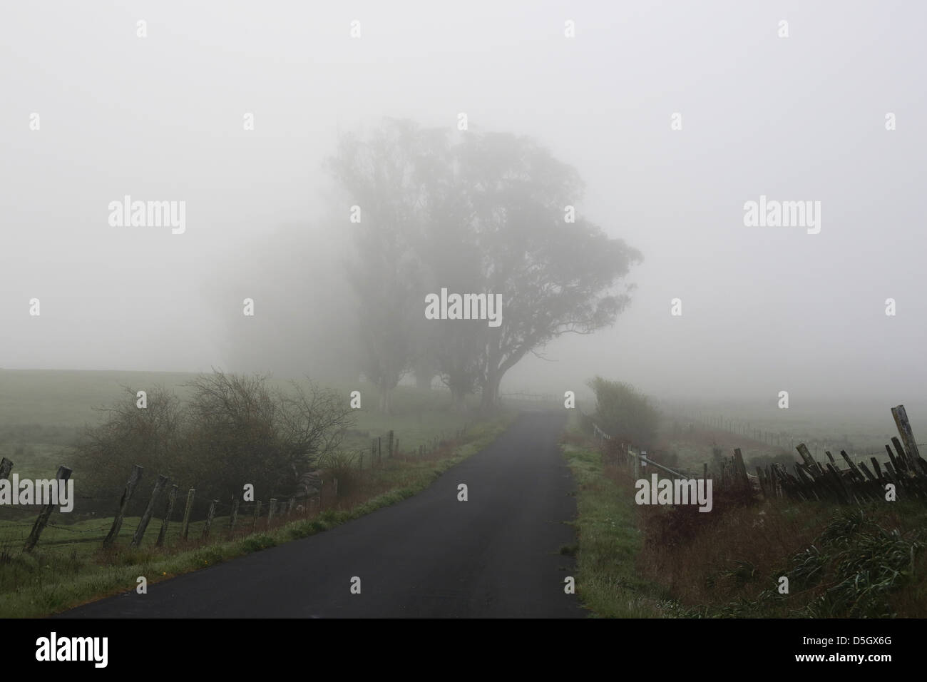 A narrow road in foggy, rural Sonoma County, California Stock Photo - Alamy