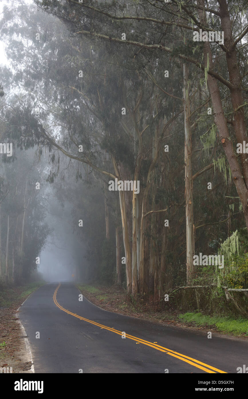 A road cutting through foggy, rural Marin County, California Stock ...