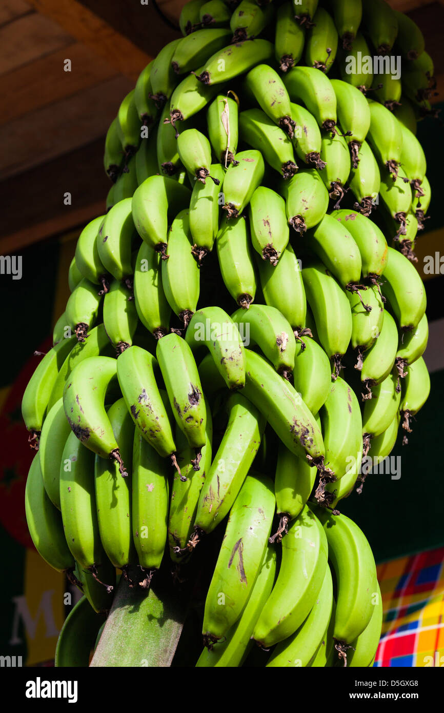 Dominica, Roseau, tropical vegetation, bananas Stock Photo - Alamy