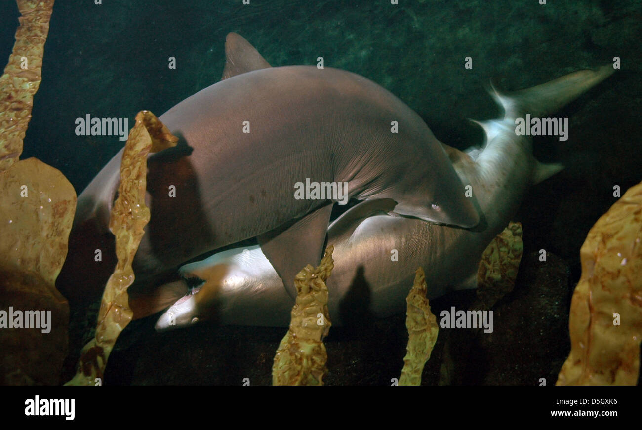 sand tiger sharks mating Stock Photo - Alamy