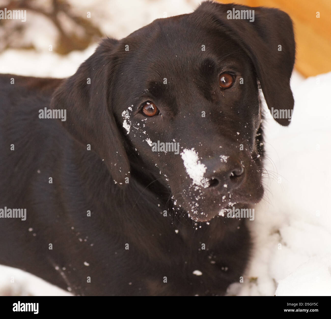Black Lab Puppies In Snow