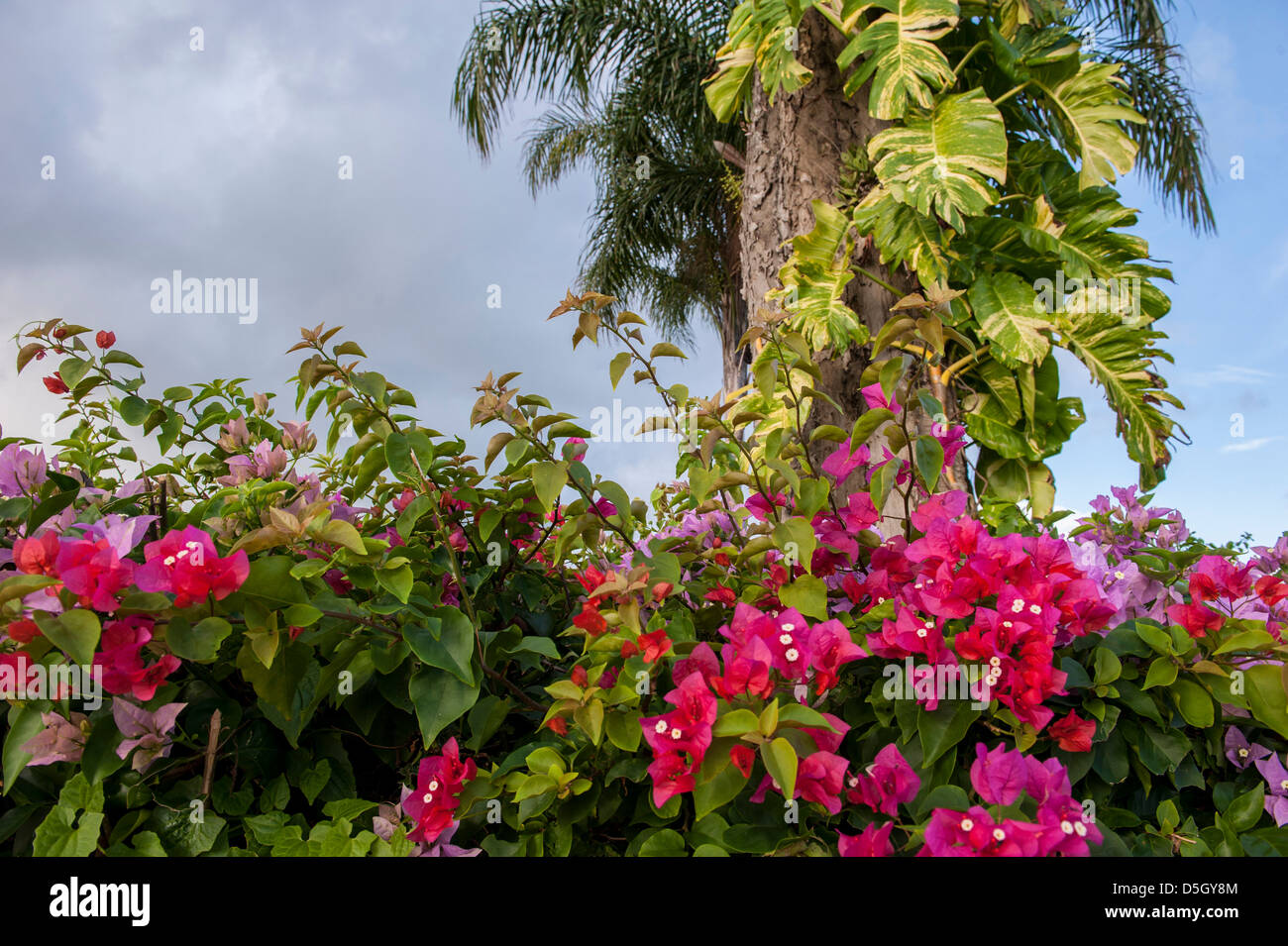 Dominican republic flower plant hi-res stock photography and images - Alamy