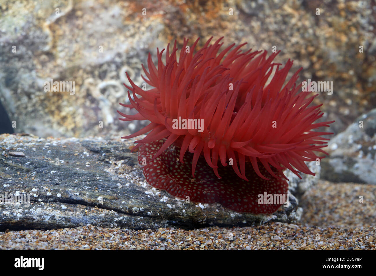 Native marine hi-res stock photography and images - Alamy
